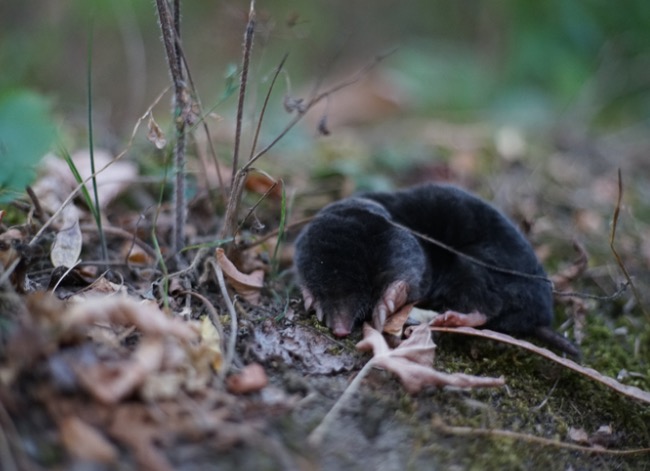 Vole vs. Mole: How to Tell Which Pest is Tunneling Through Your Yard ...