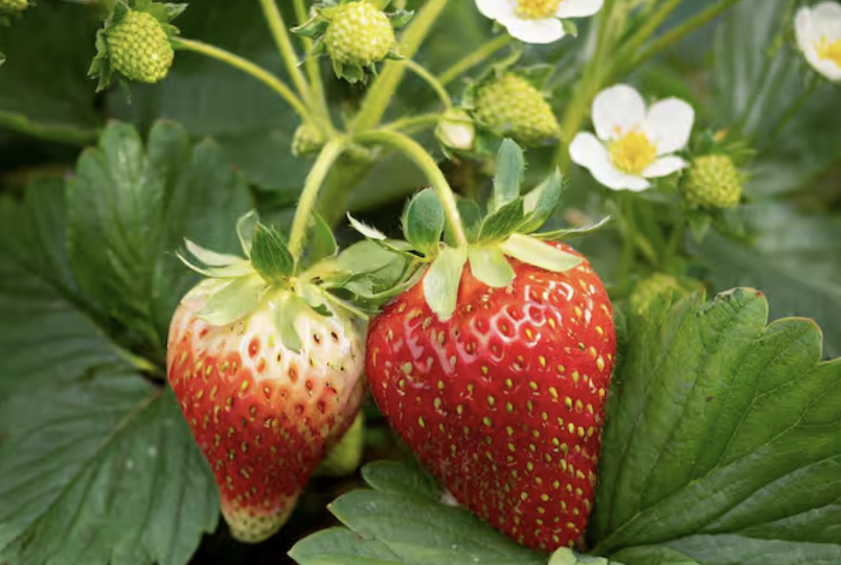 How to Grow Strawberries
