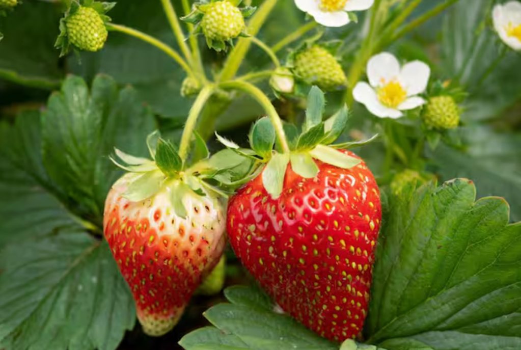 How to Grow Strawberries