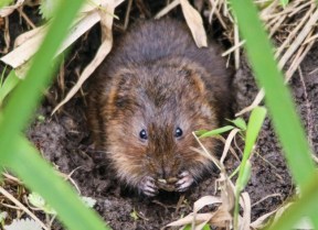 Vole vs. Mole: How to Tell Which Pest is Tunneling Through Your Yard ...