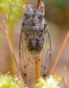 How To Get Rid Of Cicadas - Bob Vila
