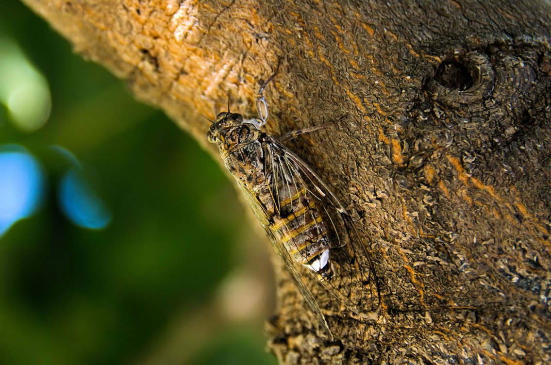 How To Get Rid Of Cicadas - Bob Vila