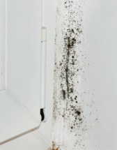 How To Identify Black Mold and Get Rid of It For Good - Bob Vila
