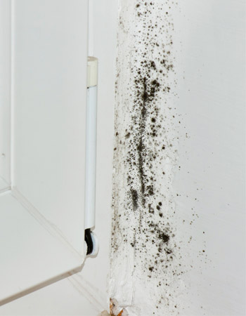 How To Identify Black Mold and Get Rid of It For Good - Bob Vila