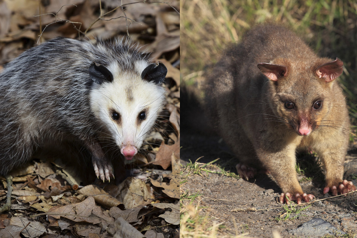 Possum vs. Opossum: What's The Real Difference?