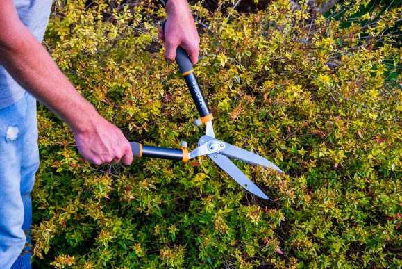The Best Hedge Shears, According to Testing