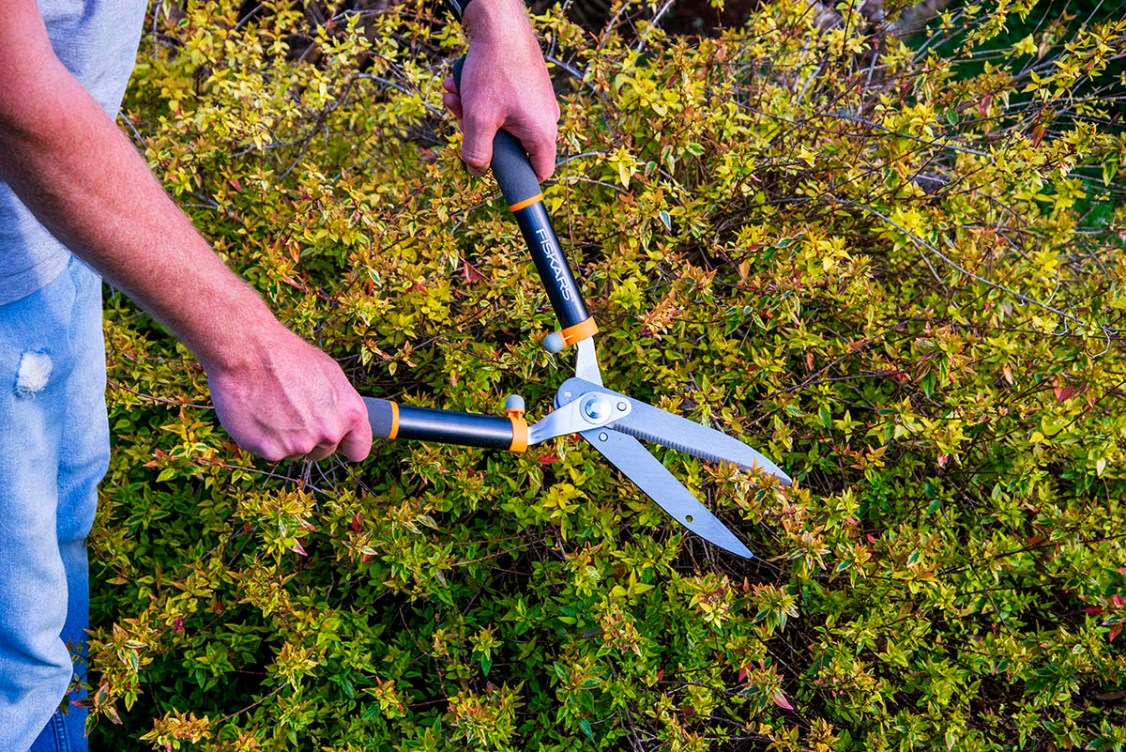 The Best Hedge Shears, According to Testing