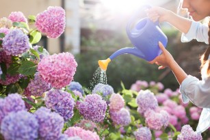 The Best Fertilizers for Hydrangeas - Bob Vila