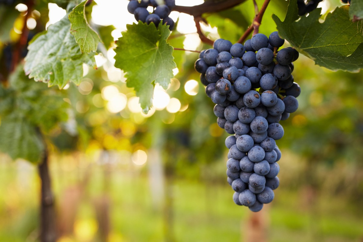 How to Grow Grapes in Your Home Garden