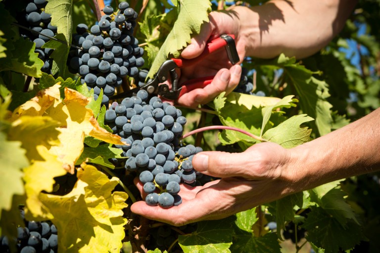 How to Grow Grapes in Your Home Garden