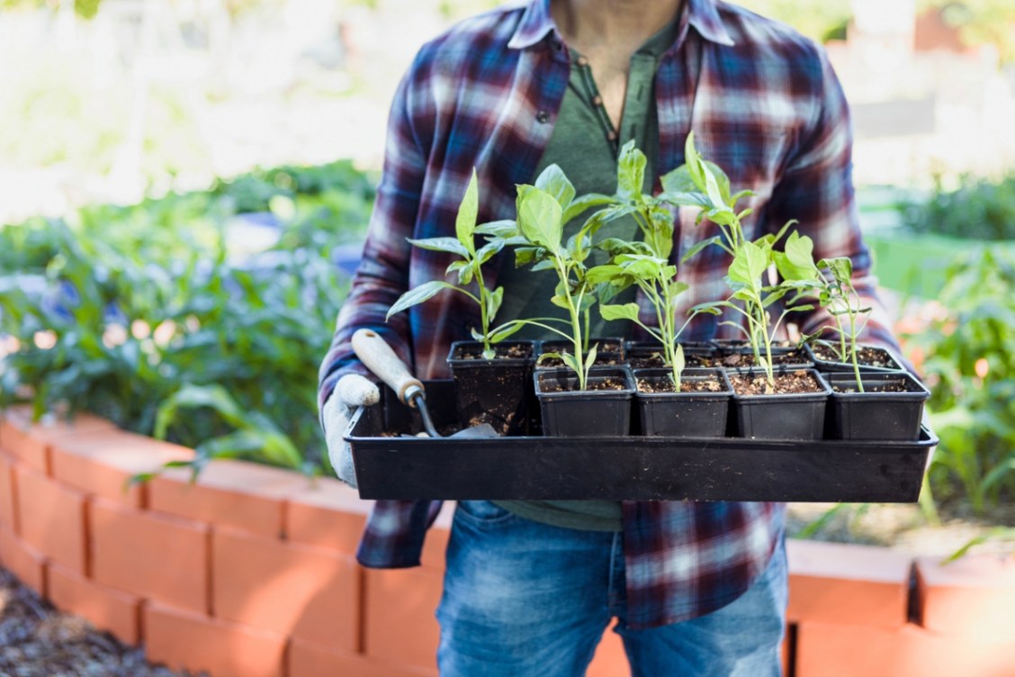 How to Harden Off Plants and Seedlings Before Planting Them