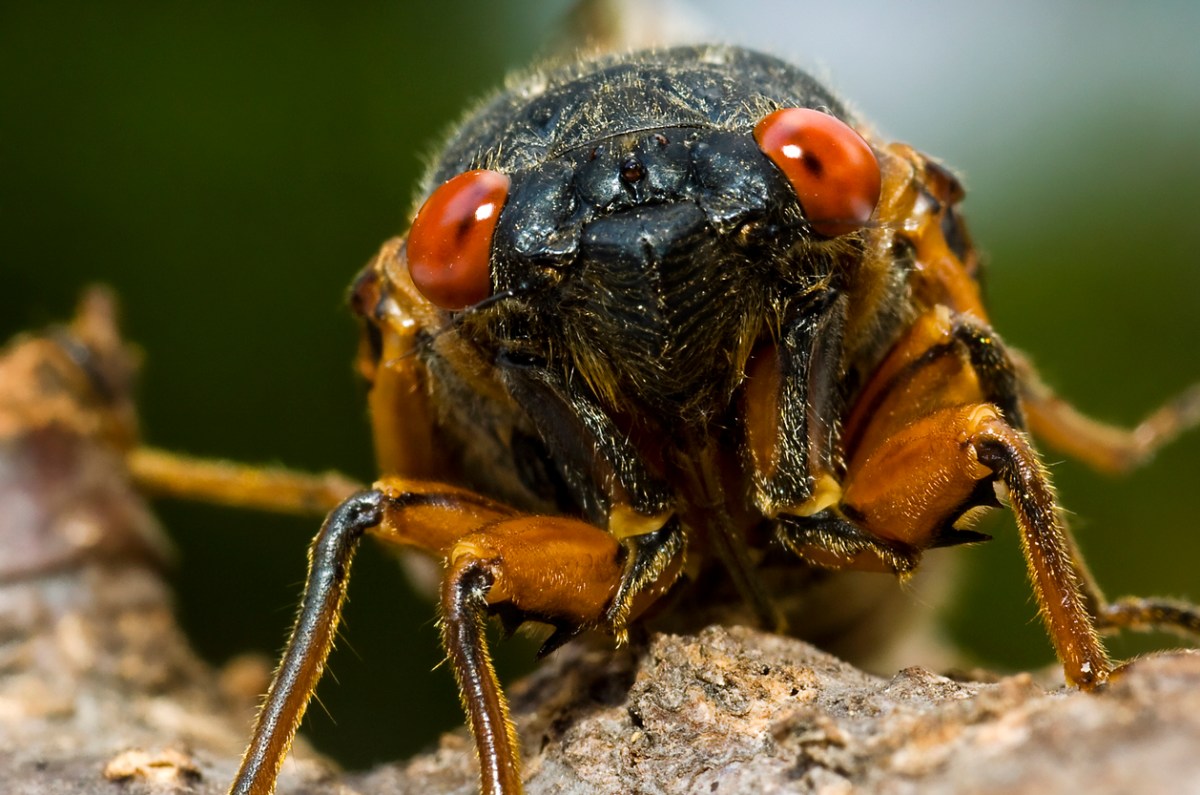 The 2024 Cicada Co-Emergence: What You Need to Know
