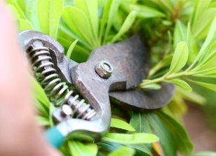 How to Harvest Herbs So They Continue to Produce