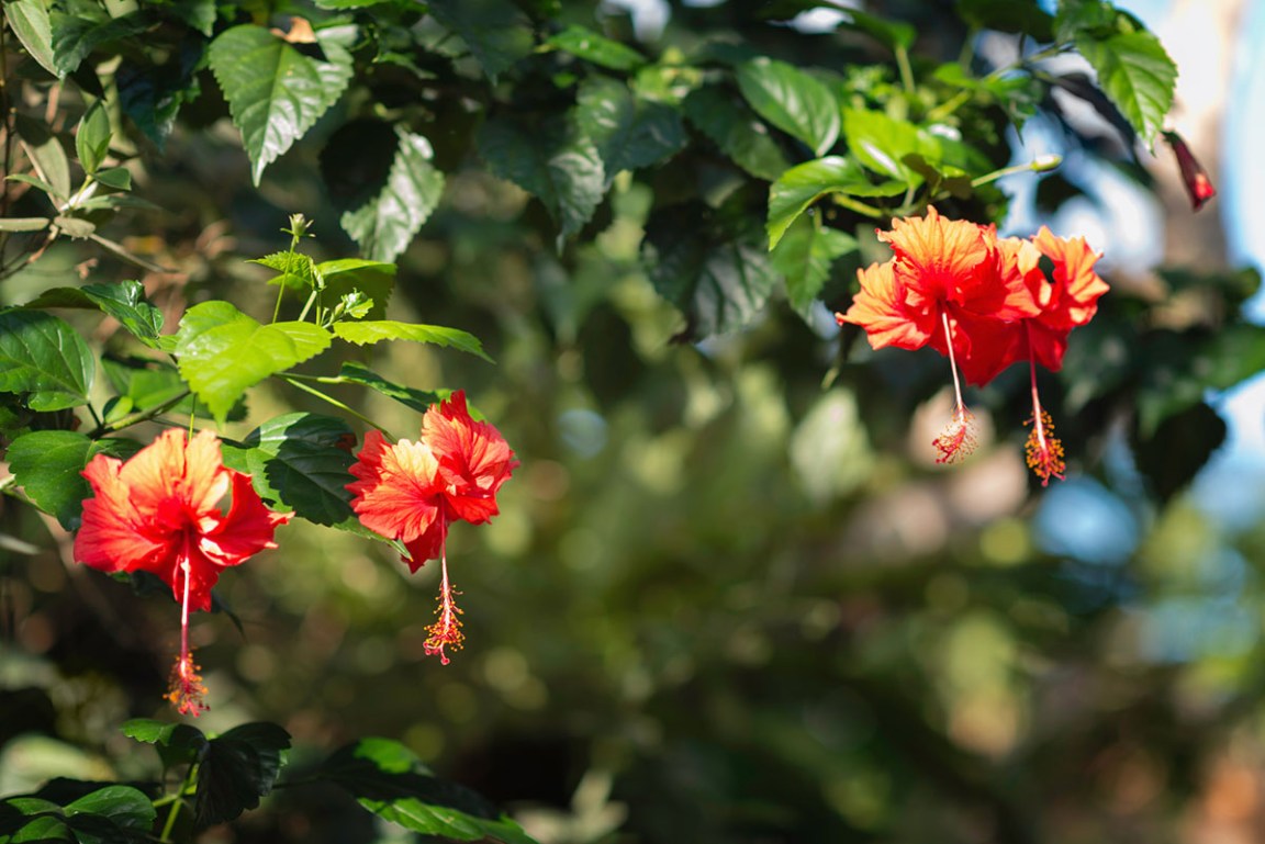 The Best Fertilizers for Hibiscus Plants - Bob Vila