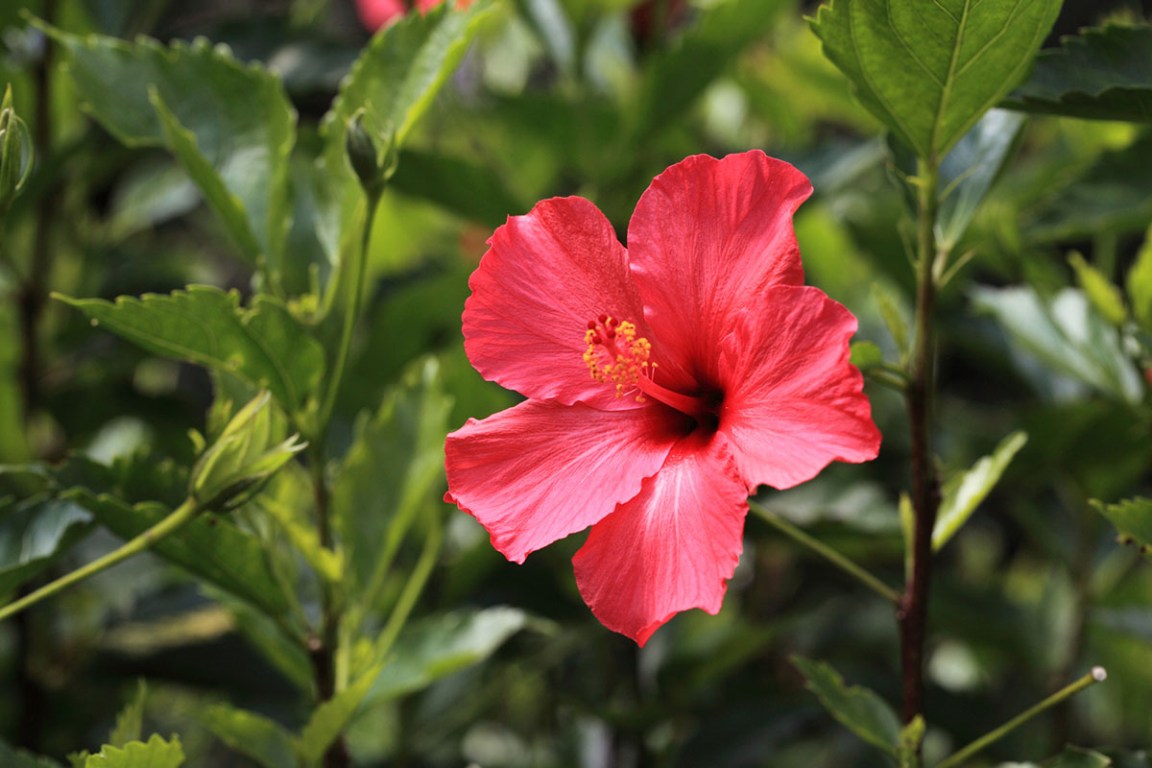 The Best Fertilizers for Hibiscus Plants - Bob Vila
