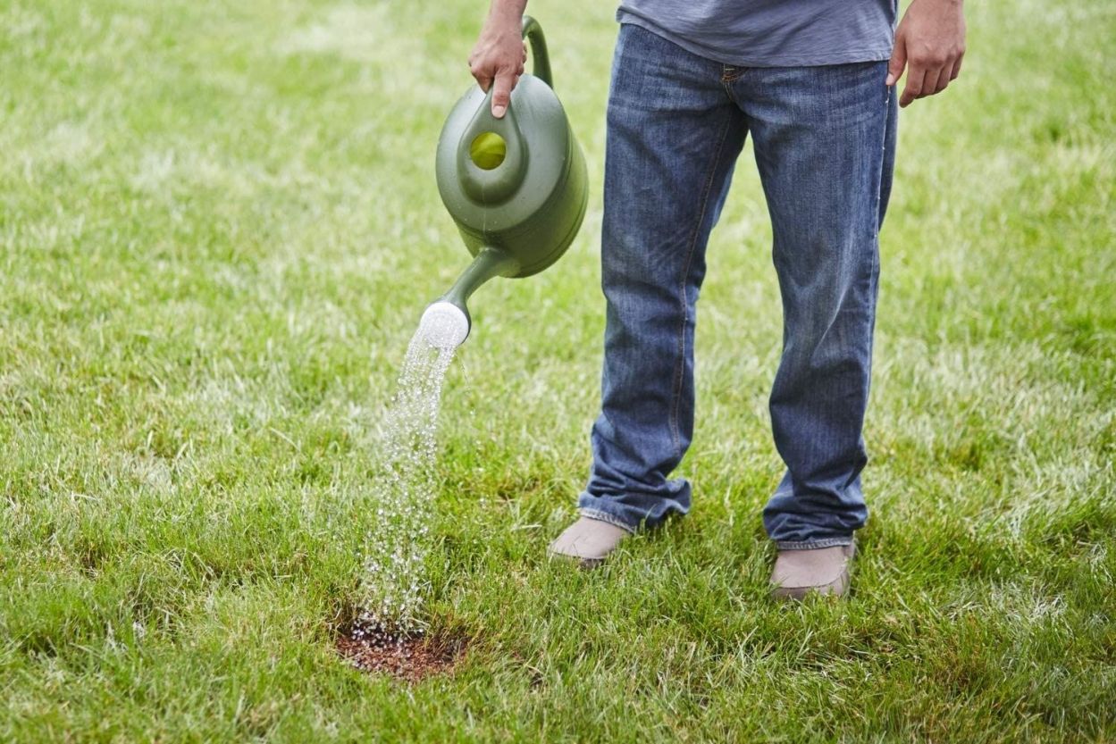 The Best Grass For Sandy Soil - Top Picks from Bob Vila
