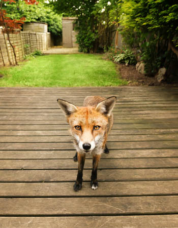 How To Get Rid of Foxes Safely and Humanely - Bob Vila