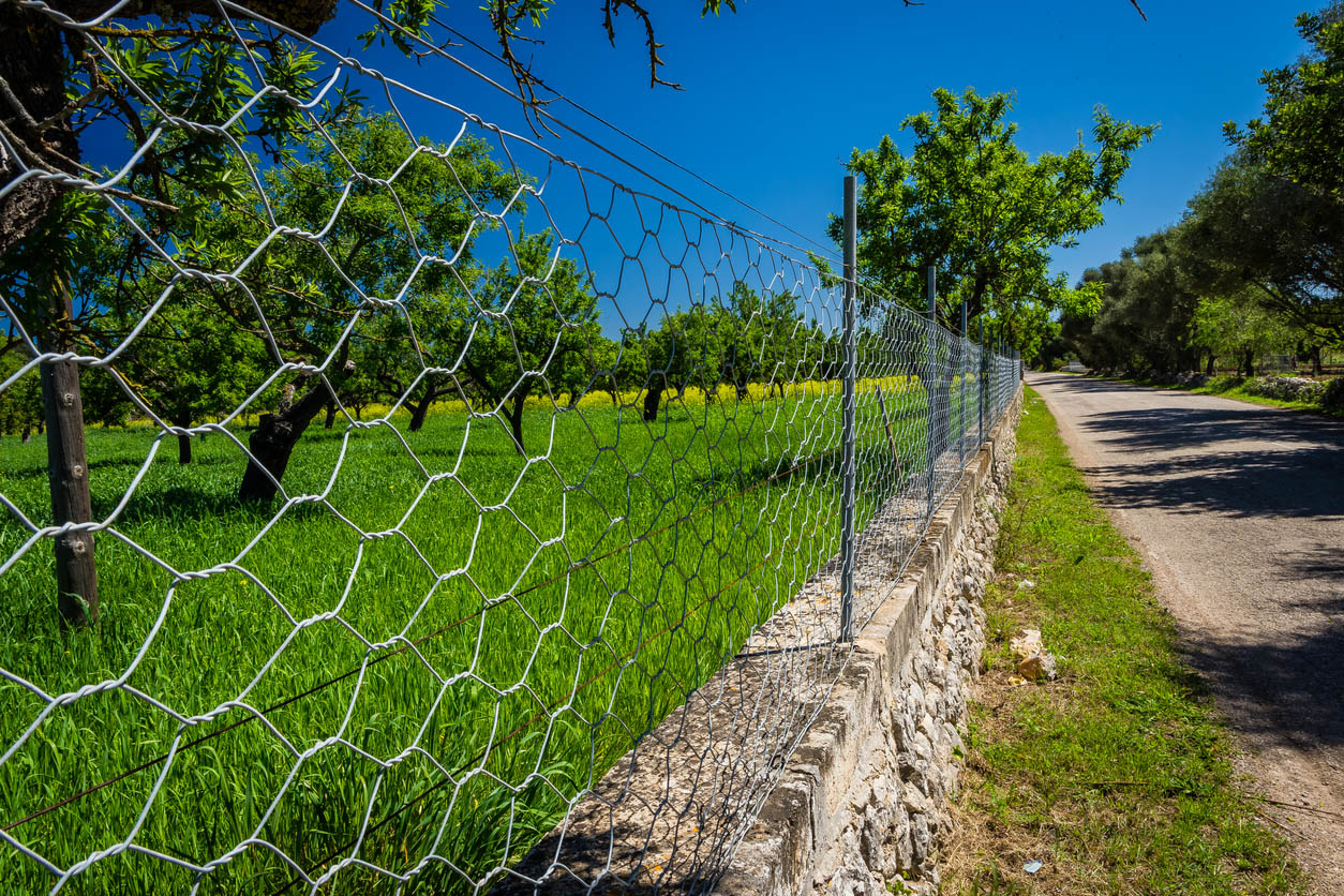 How To Get Rid of Foxes Safely and Humanely in 7 Steps