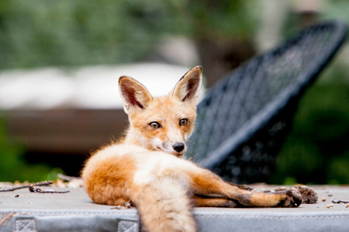How To Get Rid of Foxes Safely and Humanely in 7 Steps