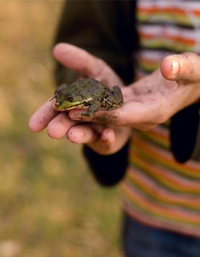 How To Get Rid of Frogs In The Garden (Homeowner's Guide) - Bob Vila