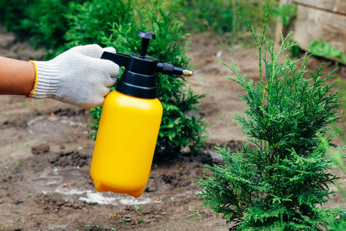 How To Get Rid of Frogs In The Garden (Homeowner's Guide) - Bob Vila
