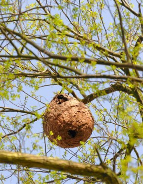 How To Get Rid of Hornets Safely and Effectively - Bob Vila