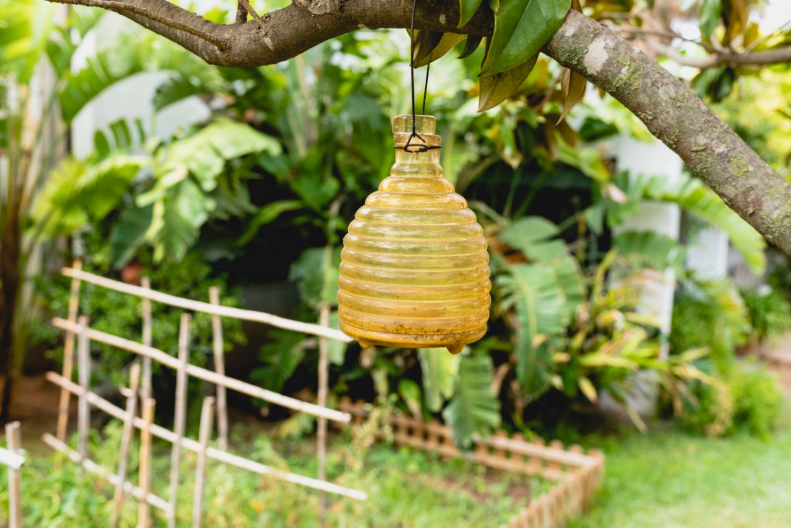 How To Get Rid of Hornets Safely and Effectively - Bob Vila