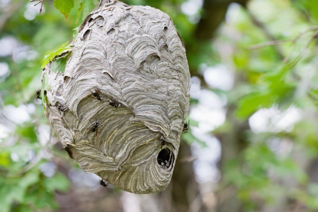 How To Get Rid of Hornets Safely and Effectively - Bob Vila