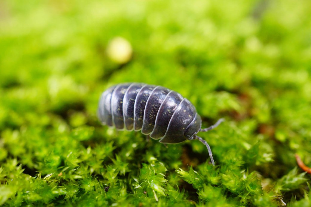 How To Get Rid of Pill Bugs in Your Home and Garden - Bob Vila