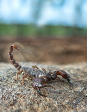 How to Get Rid of Scorpions in Your Home and Garden - Bob Vila