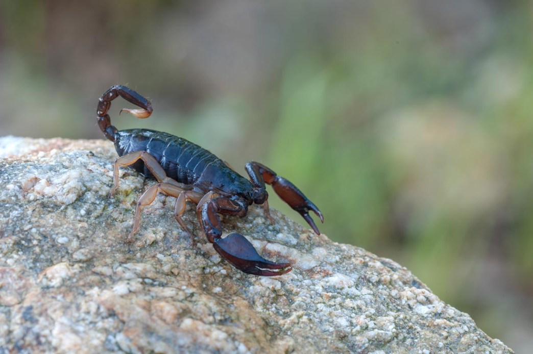 How to Get Rid of Scorpions in Your Home and Garden - Bob Vila