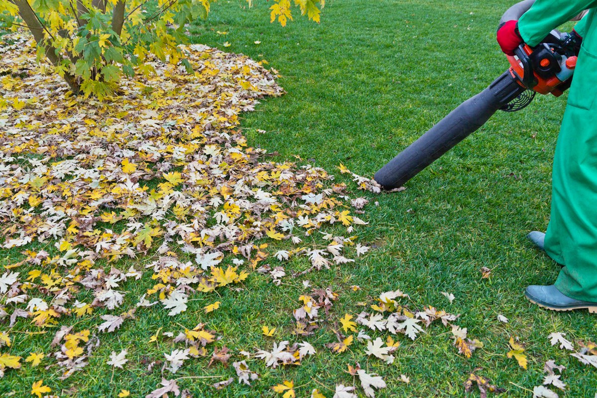 Why Mulching Leaves Is Better Than Raking—and How to Do It