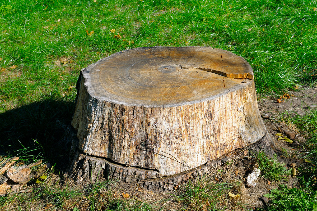 The Best Stump Killers of 2024 - Top Picks from Bob Vila