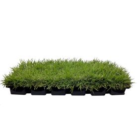 The Best Grass For Sandy Soil - Top Picks from Bob Vila