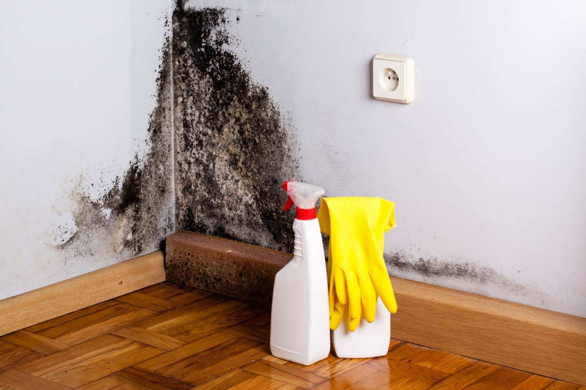 What Really Kills Mold In The Home Once It's Identified? - Bob Vila