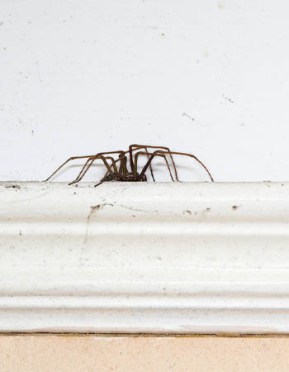 Solved! Why Are There So Many Spiders in My House? - Bob Vila