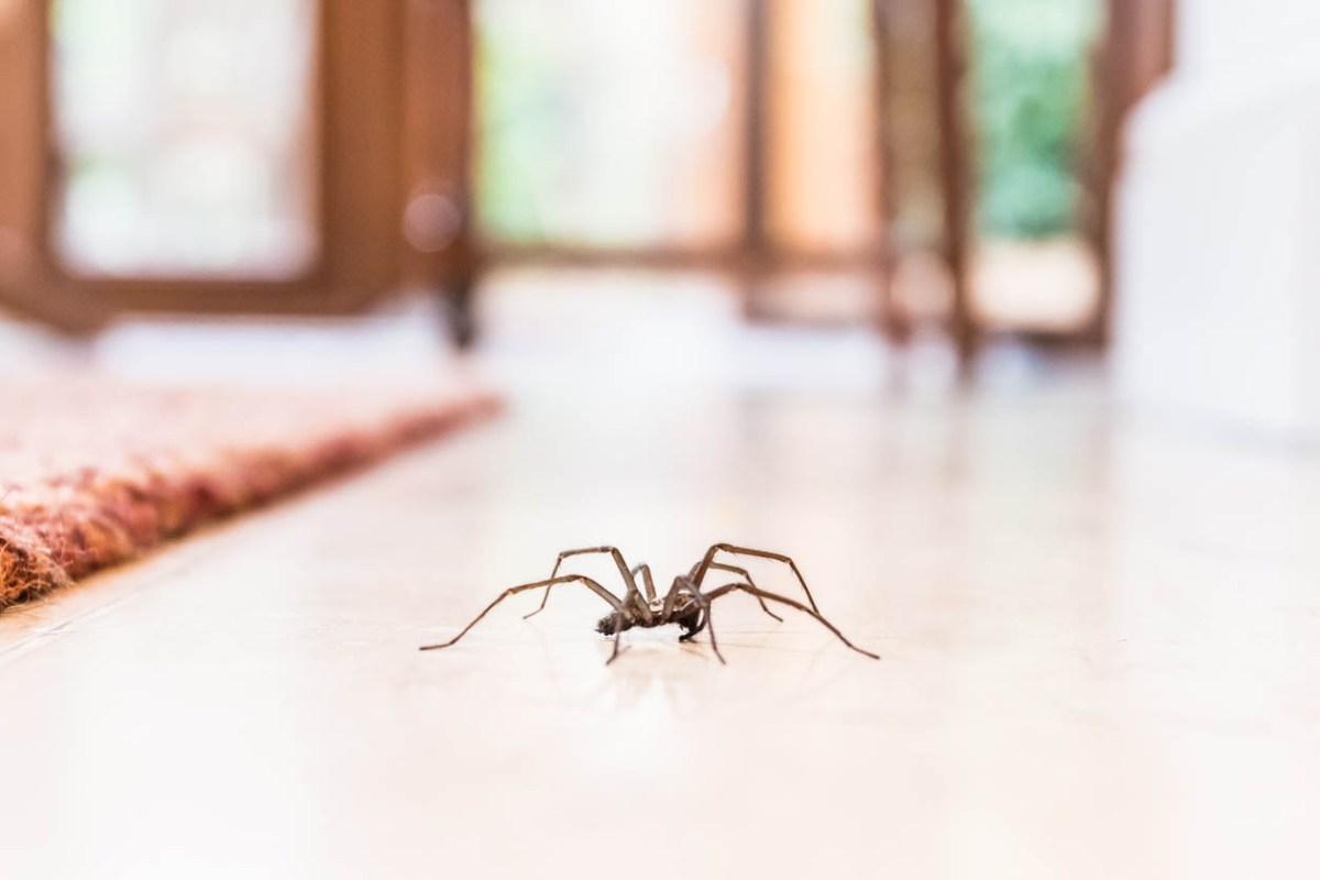 Solved! Why Are There So Many Spiders in My House? - Bob Vila