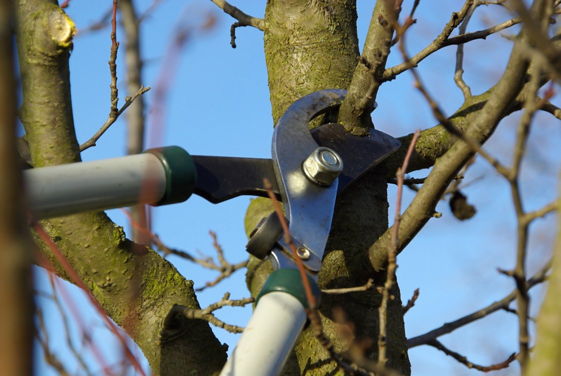When is the Best Time to Trim Trees for Proper Maintenance?