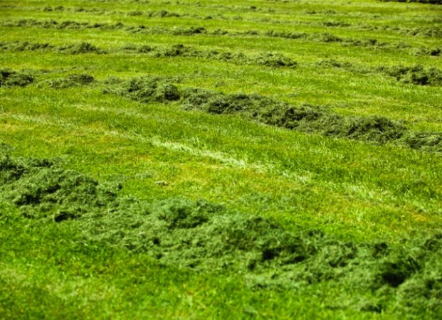 What to Do With Grass Clippings After Mowing - Bob Vila