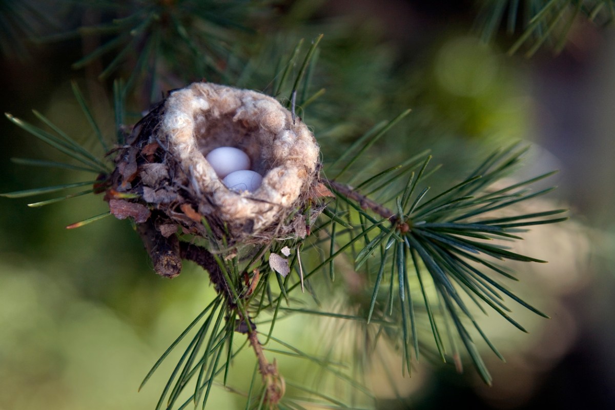 6 Incredible Things to Know About Hummingbird Nests