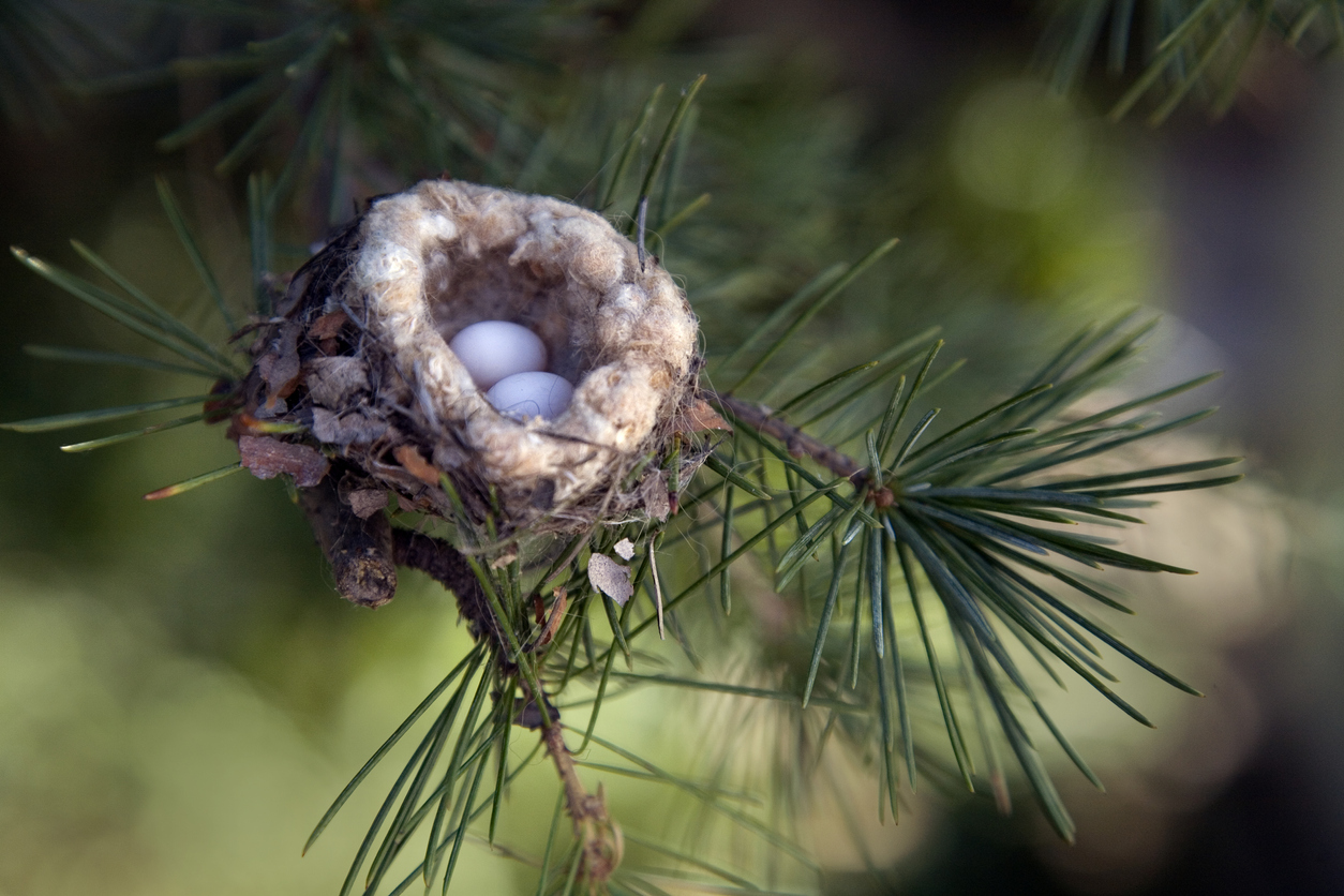 6 Incredible Things to Know About Hummingbird Nests