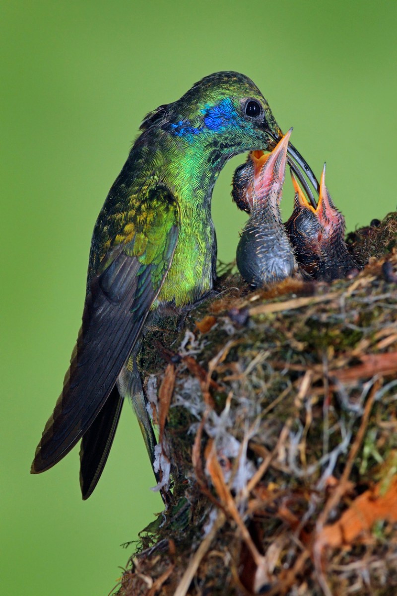 6 Incredible Things to Know About Hummingbird Nests