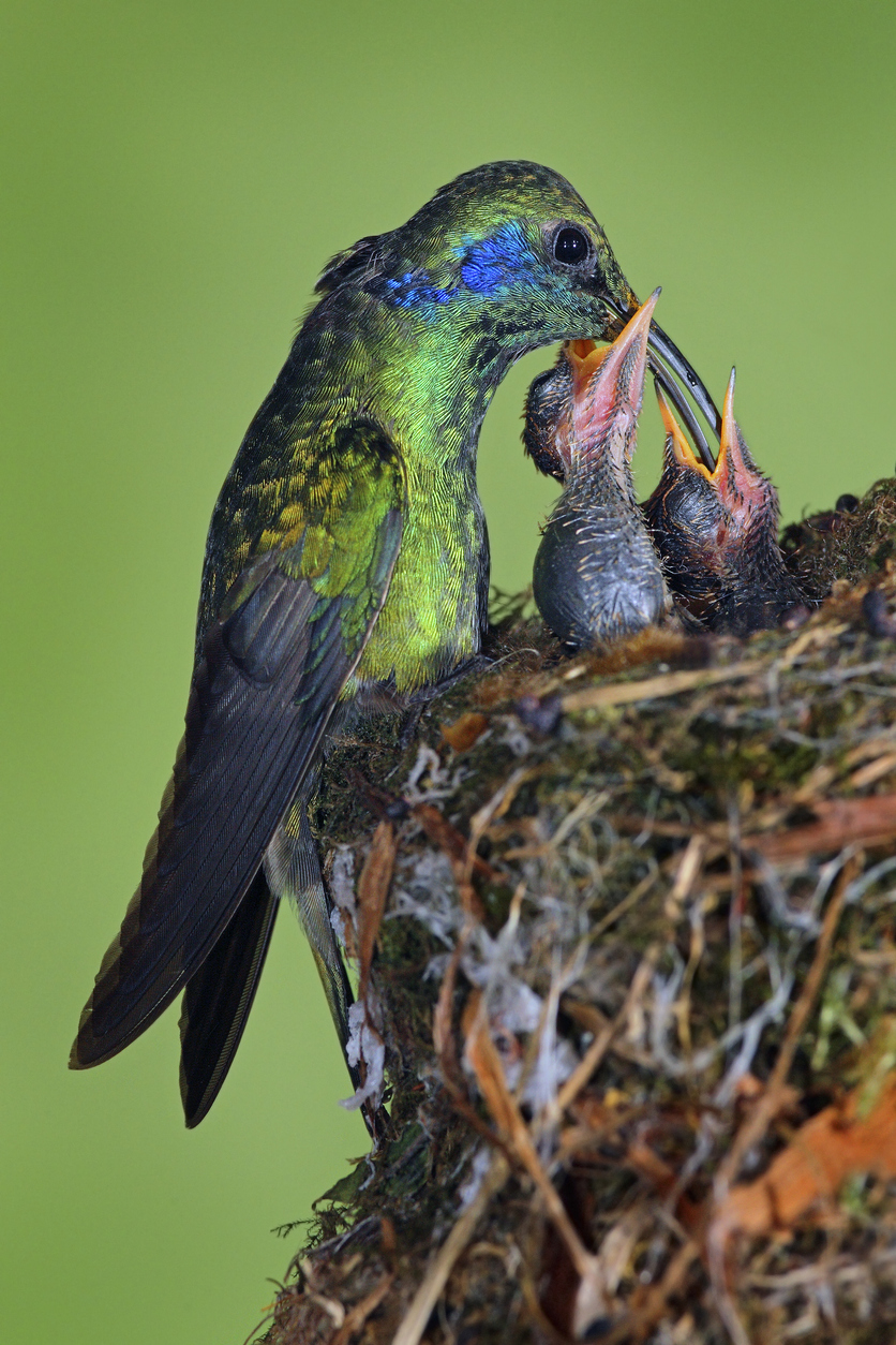 6 Incredible Things to Know About Hummingbird Nests
