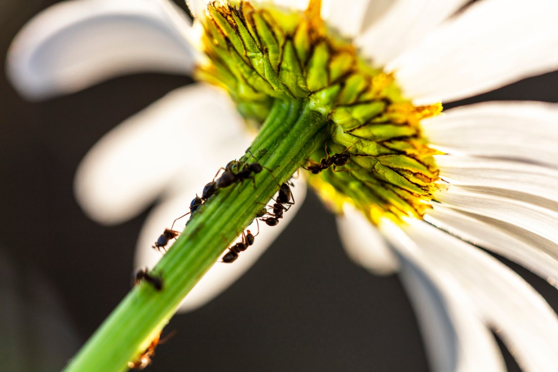 What Attracts Ants to Your Home?