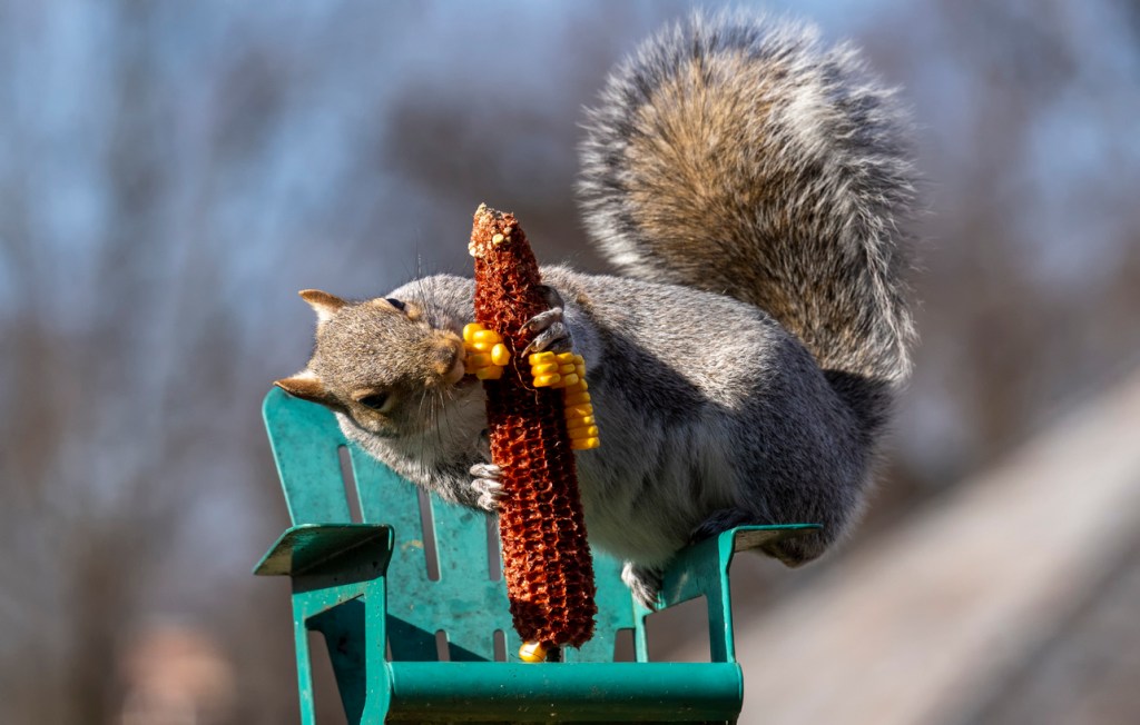 7 Important Things to Know About Your Squirrel Feeder