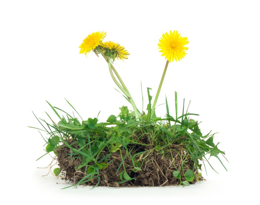 3 Surprisingly Good Reasons to Let Dandelions Grow in Your Yard
