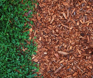 6 Things to Know About Using Cedar Mulch