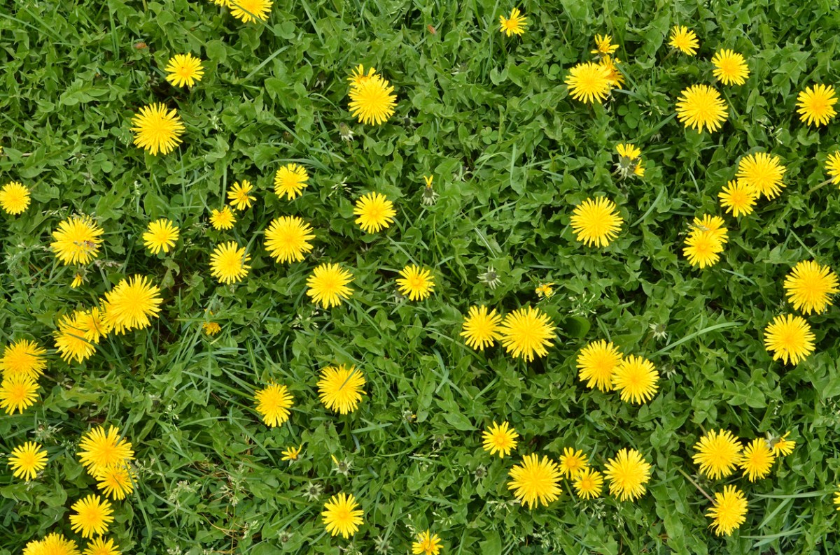 3 Surprisingly Good Reasons to Let Dandelions Grow in Your Yard