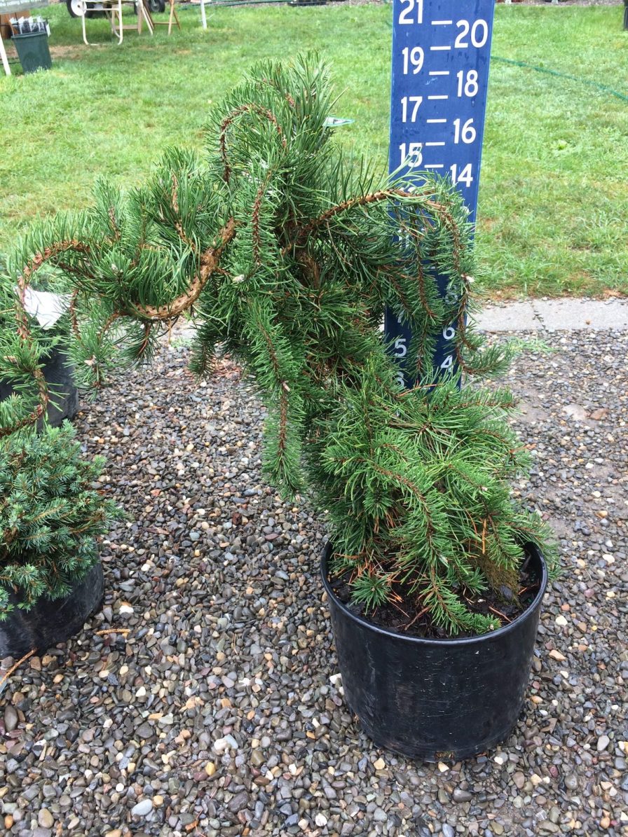 7 Types of Pine Trees That are Great for Home Landscapes