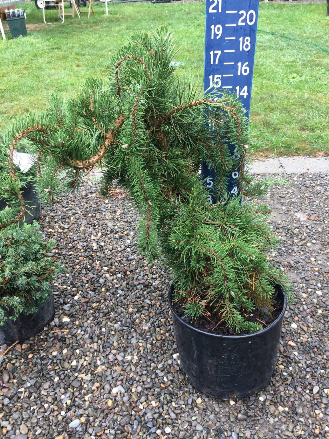 7 Types of Pine Trees That are Great for Home Landscapes